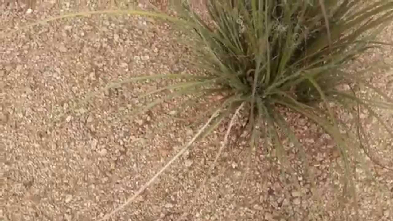 How To Trim Red Yucca Hisperaloe Blossoms in Glendale Arizona