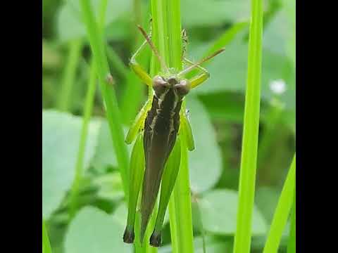 Green-Meadow Grasshopper-77th. #green #grasshopper #plural #eyes #antenna #blade #leaf #birdsounds
