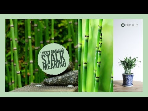 Lucky Bamboo | What Does the Number of Stalks Mean?