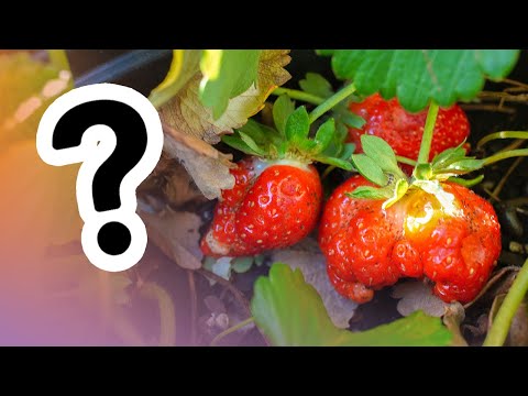 Garden to Kitchen | Strawberries: A FAKE BERRY?