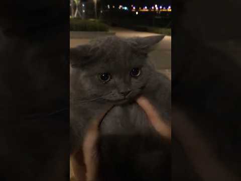 Sad Cats Crying 😭 My Heart Has Been Taken