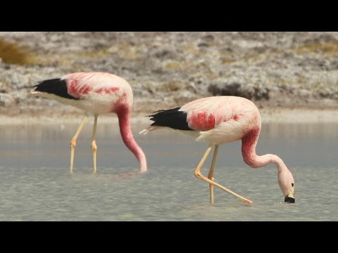Counting Flamingos