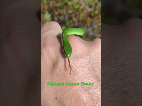 Smooth Green Snake