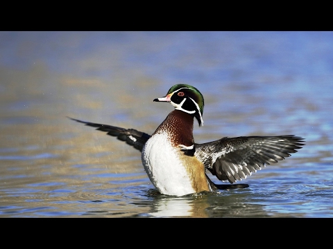 10 Beautiful Moment Of Wood Duck | Amazing Birds Video(HD)