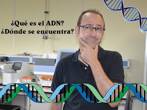 ADN. ¿Qué es y dónde se encuentra?