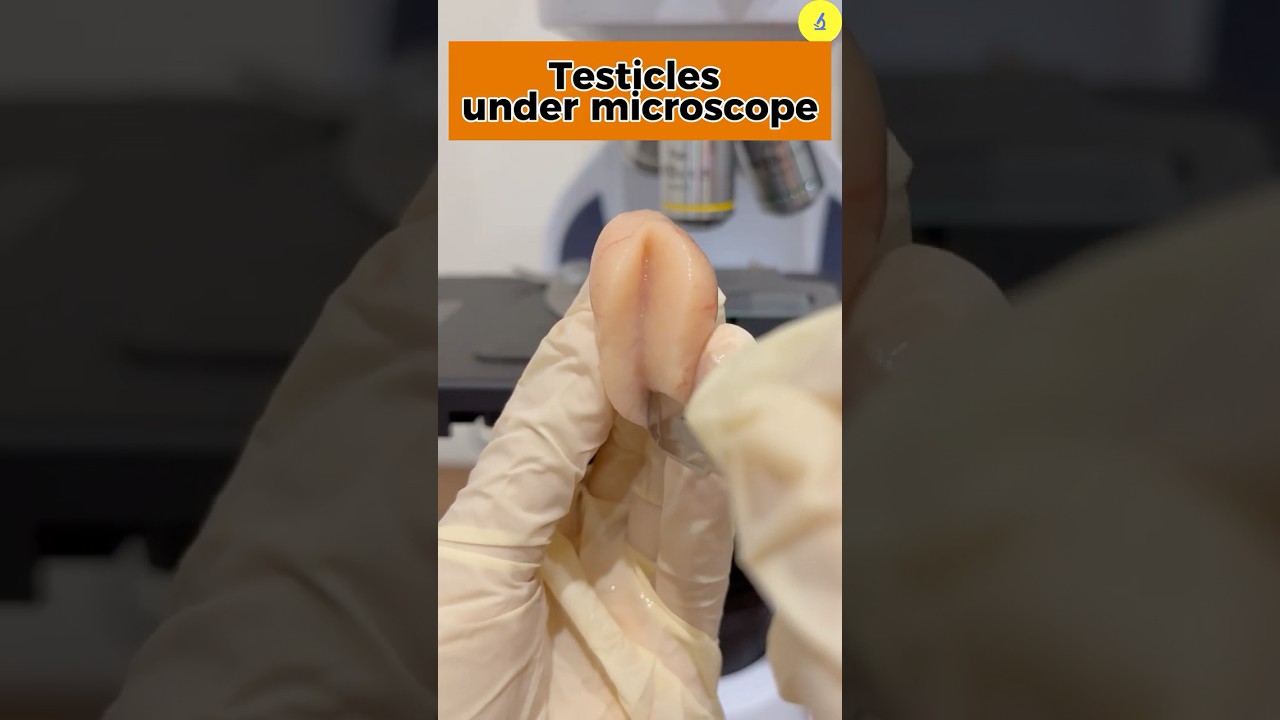 How sperm are produced under a microscope | TULO - Microscope #sperm #testicles #microscope #shorts