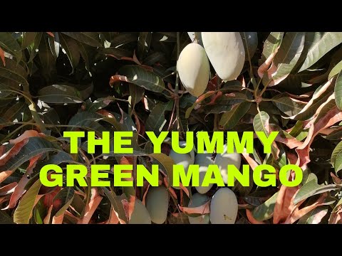 THE MANGO IN CYPRUS