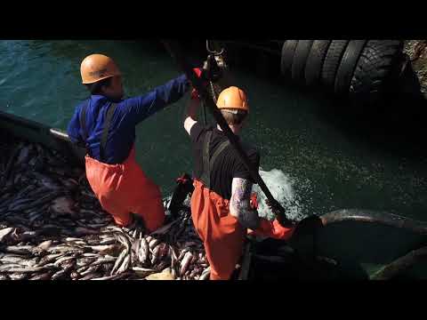 Meet NorthScope ERP Software - Fisherman Accounting