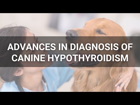 Hypopyon and Lipid Flare in Dogs: Symptoms, Causes & Treatment - VOSD