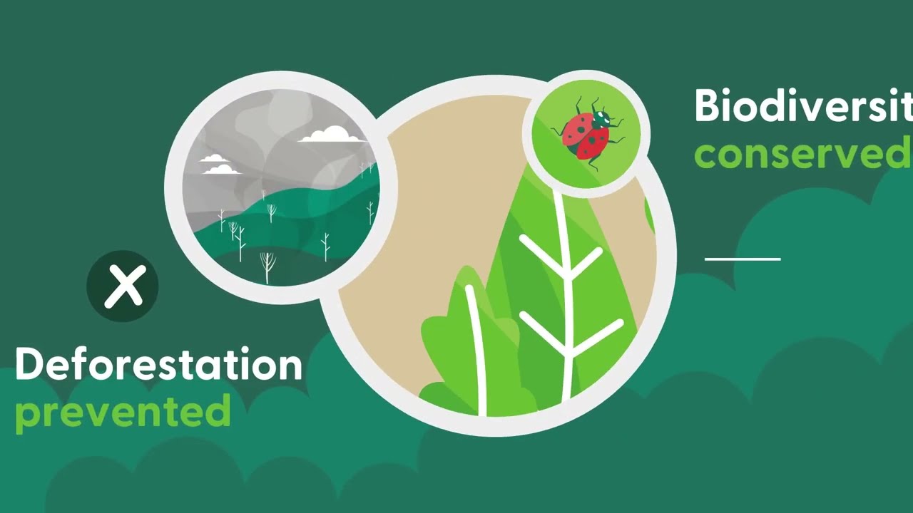 FSC Forest Management Certification