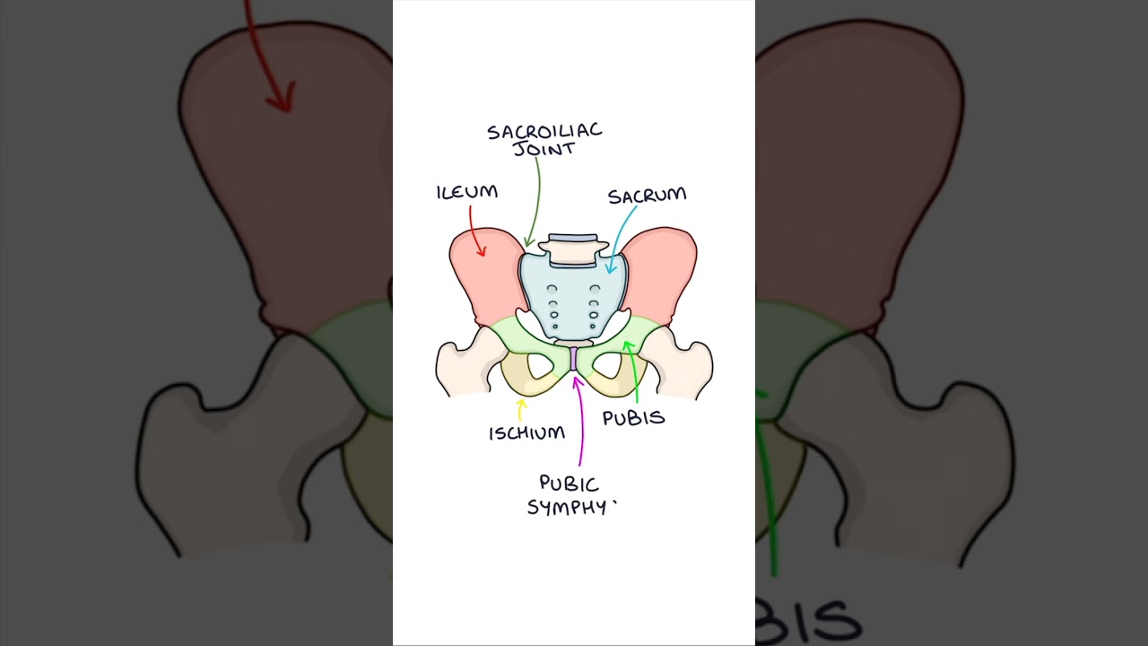 Basic Pelvic Bone Anatomy #medicine #medicalstudent #anatomy #orthopaedics #biology