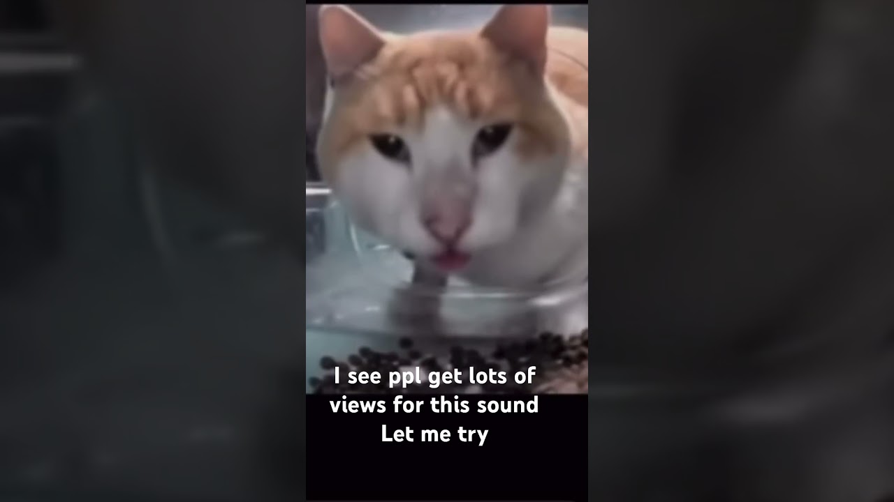 LETS DO IT #cat #helpmemakethismakesense #memes #funny #cute