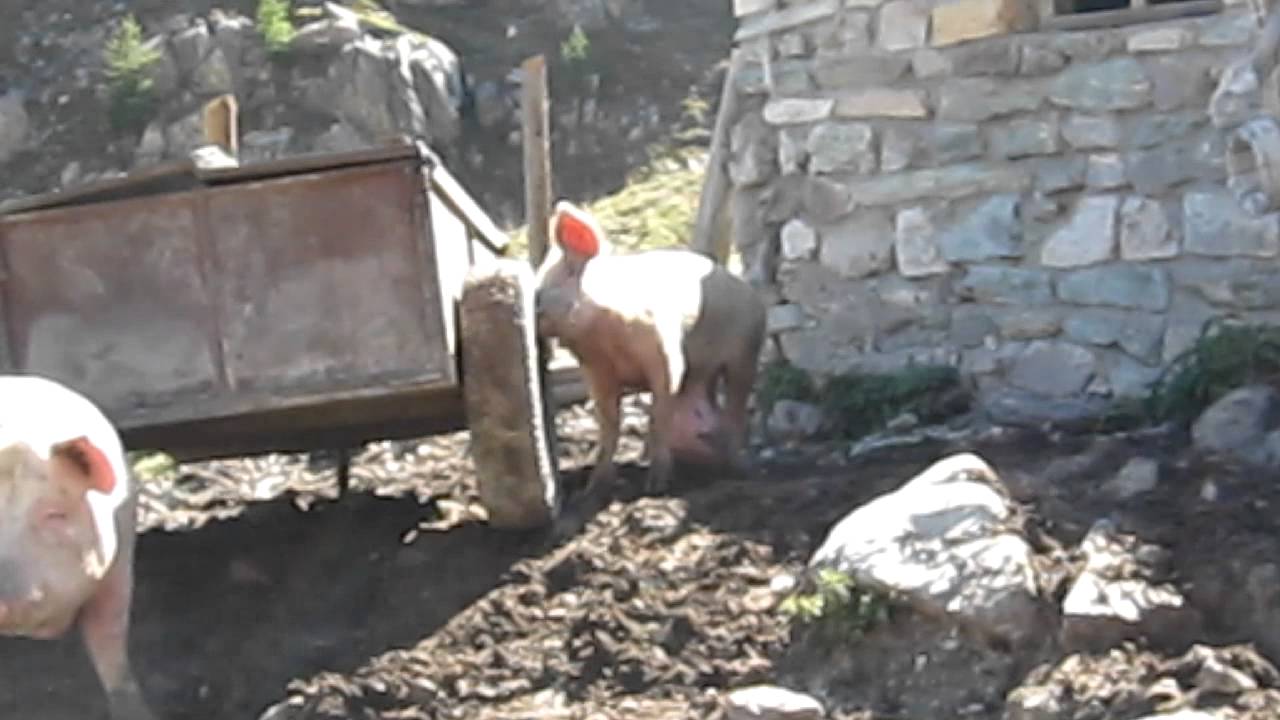big balls pig