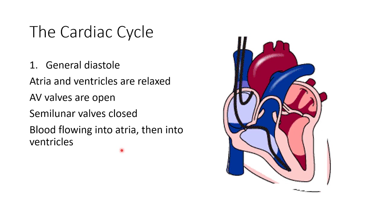 Cardiovascular System notes