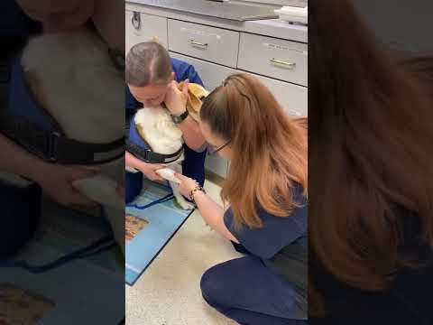 Dog cephalic blood draw