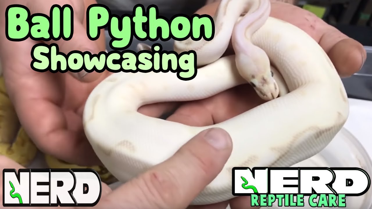 THE BEST BALL PYTHON MORPHS