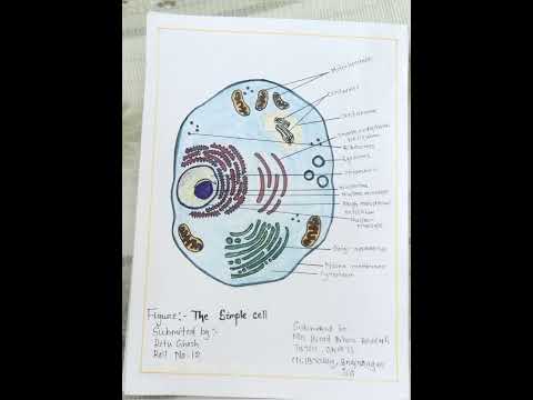 Human Cell // Labelled Diagram