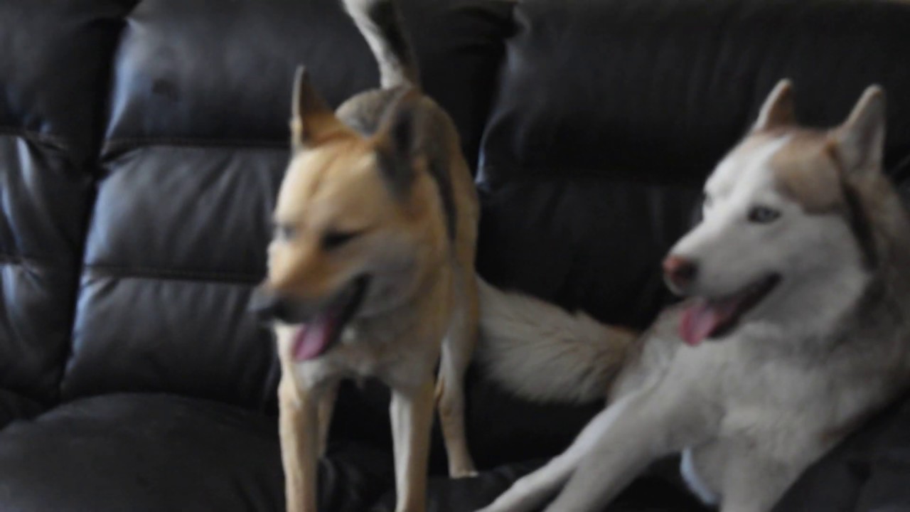 Coyote mix VS Husky