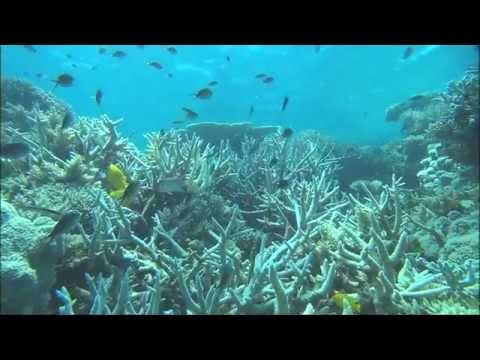 The Australian Institute of Marine Science