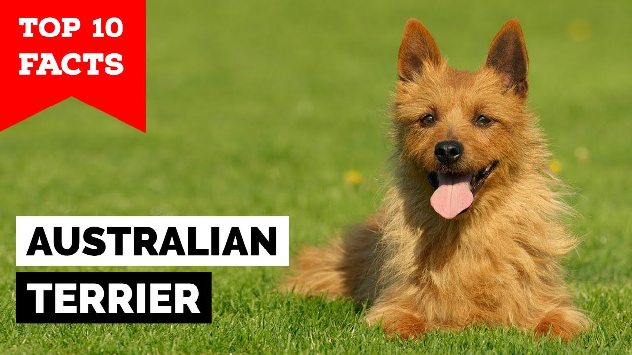 Australian Terrier - Top 10 Facts