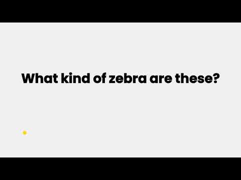 Bing Quiz: What kind of zebra are these?