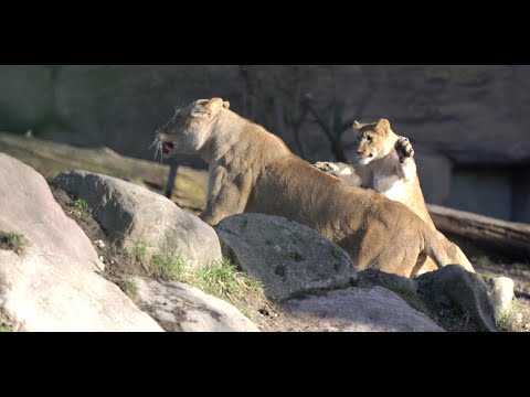 Lion videos on youtube,zoo 4k,zoo baby animals,leipzig 4k,zoo animal short video,Zoo Leipzig