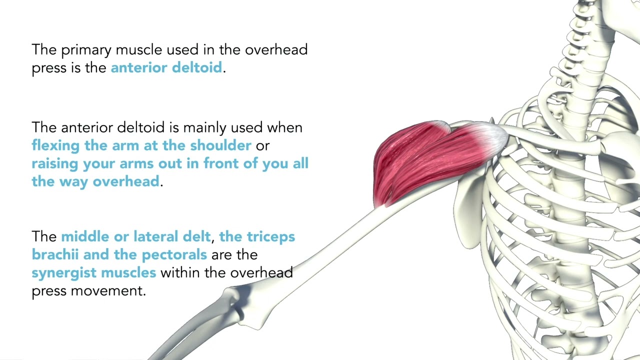 Anatomy of the Overhead Press