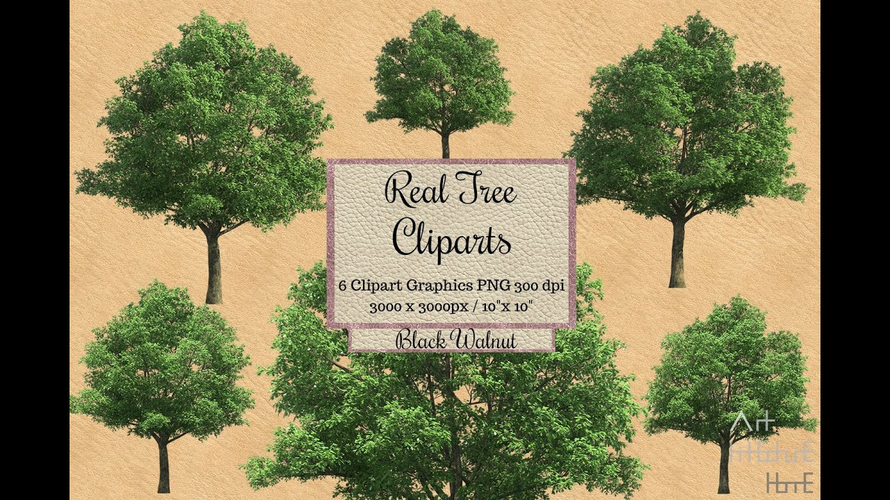 Real Tree Cliparts - Black Walnut - photoshop overlays png, Tree layout, transparent background