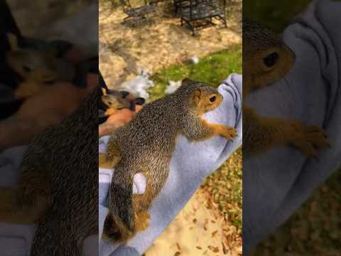 This comes with tree work… #squirrel #treeservice