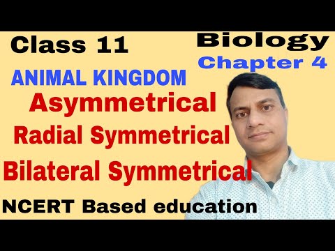Asymmetrical, Radial symmetrical & Bilateral symmetrical Animal