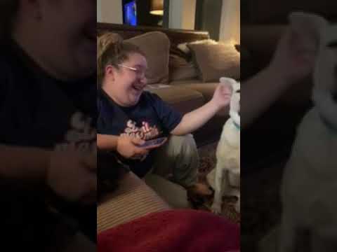 Video of adoptable pet named Lola