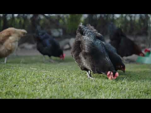 Why Chickens Are Secretly Tiny Velociraptors