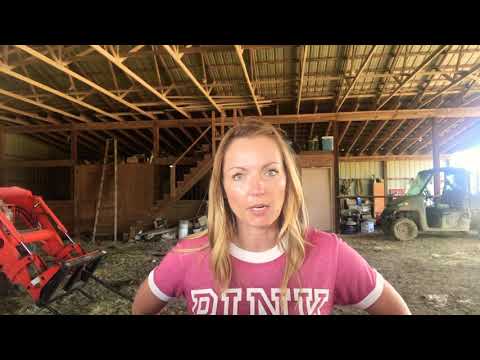 Farm Girl Friday #92 Implanting CIDR’s to make cows ovulate-Synchronization of Cycles