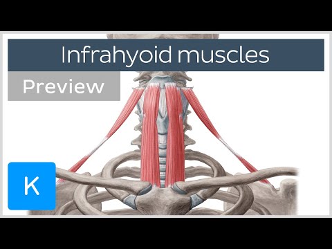 Infrahyoid muscles: Origin, insertion, innervation and function (preview) - Human Anatomy | Kenhub