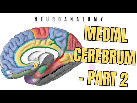 🧠Permukaan Medial Otak Besar - Bagian 2 | Neuroanatomi yang Mudah! 🎓