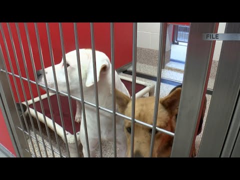 N4T Investigators: PACC seeing increase in euthanized dogs