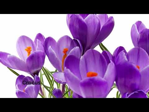 Flowers That Start With Letter C
