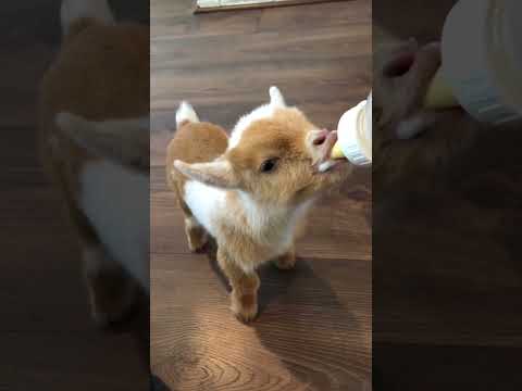 This goat cub is so cute 🥰😍 MEOW TV #Shorts