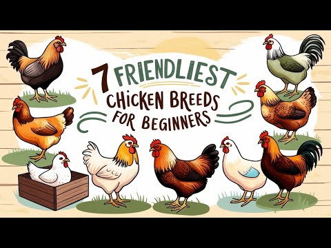 Backyard Chicken Keeper’s Dream: The 7 Friendliest Breeds for Beginners