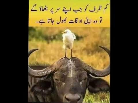 Urdu picture with deep meaning motivational video #shorts #motivation