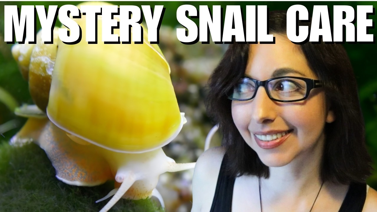 Mystery Snail Basic Care - A Beginner's Guide