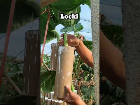चीन में सब्जी कैसे उगती है || china vegetable || #shorts