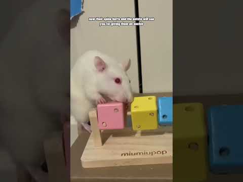 How To Pet A Rat