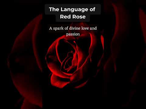 🌹 Red Rose 🔥What the Red Rose Really Means! 🌹#RedRose #LanguageOfFlowers.
