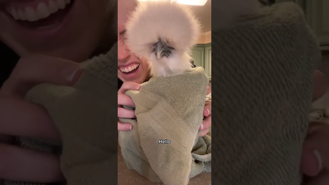 Did you know chickens PURR???