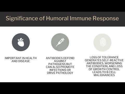 Antibody Mediated Immune Response