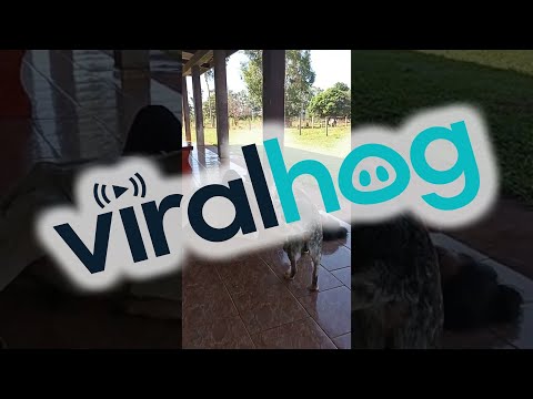 Magali the Calf Lays Down to Cuddle Owner || ViralHog