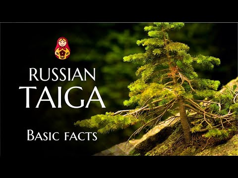 Russian Taiga - Basic facts