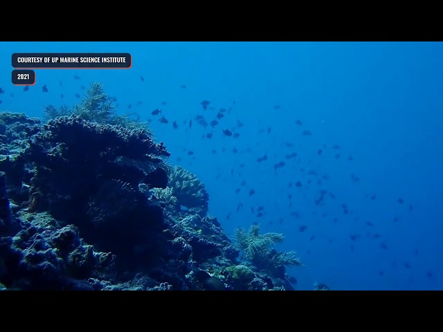 WATCH: 2021 footage shows now-damaged Rozul Reef's former splendor