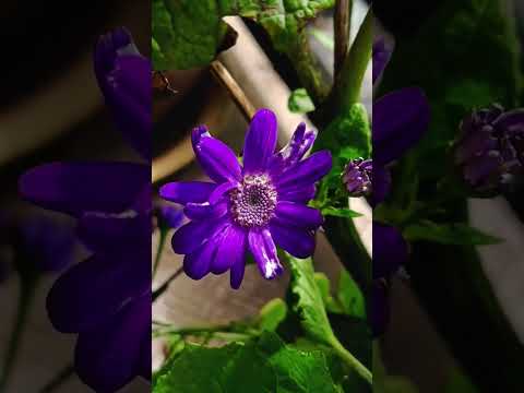 Pericallis × hybrida|Pericallis ×hybrida flowers|#exquisiteloveofnature #youtubeshorts